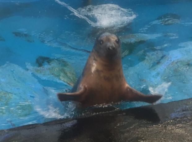 Sami the seal pup only weeks away from being ready for the wild - please donate to her final ...